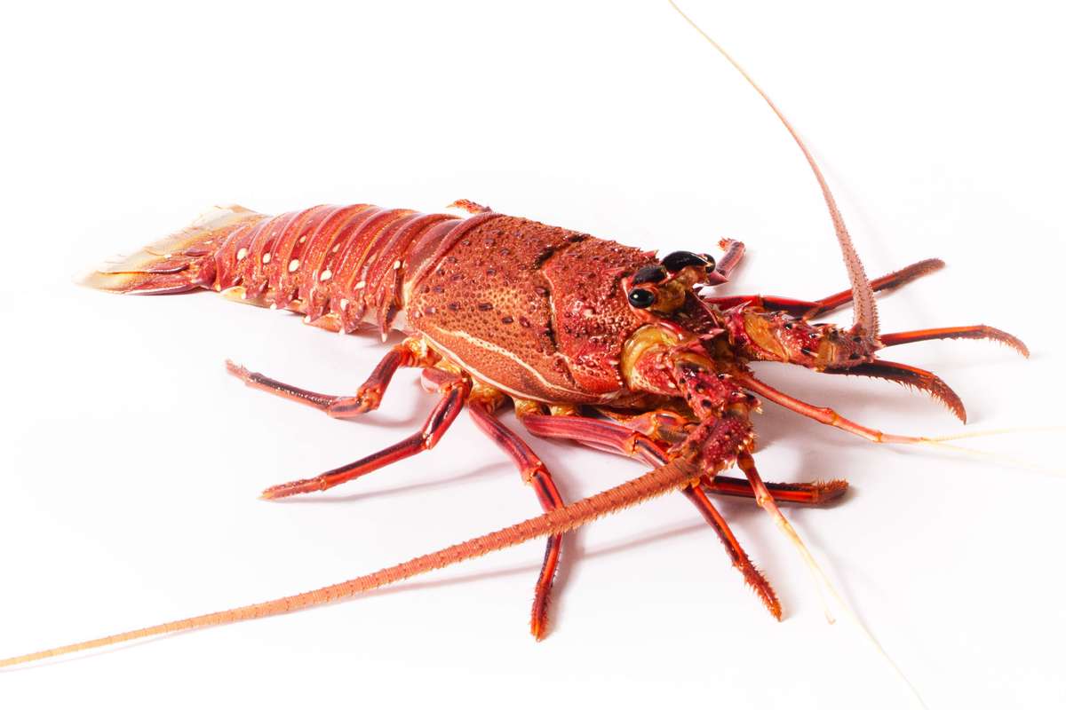 01-Astakos-Mesog - ARAPIS