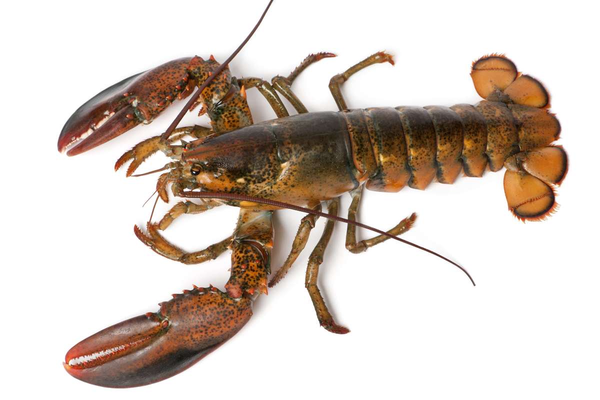 03-Astakos-Canada - ARAPIS